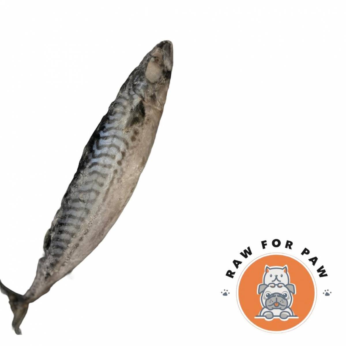 Atlantic Mackerel