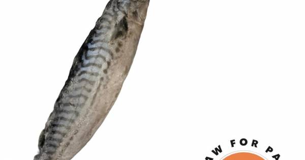 Atlantic Mackerel